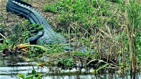 Top 100 Bucket List Road Trip Ideas For 50 States - Born to be Boomers